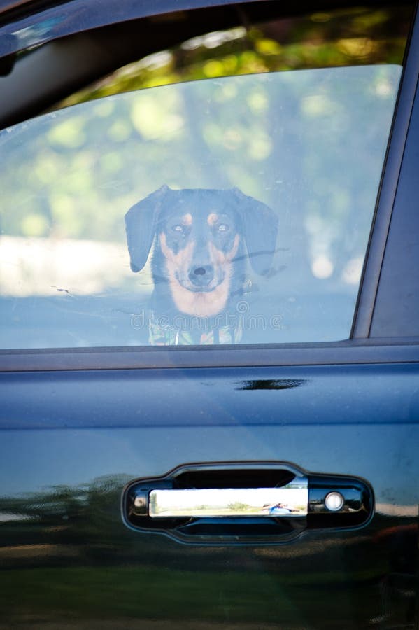 Dog in Car Window stock photo. Image of outing, tags, doggy - 87646