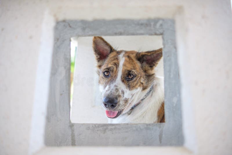 The dog in frame stock photo. Image of lonely, crouch - 192345884