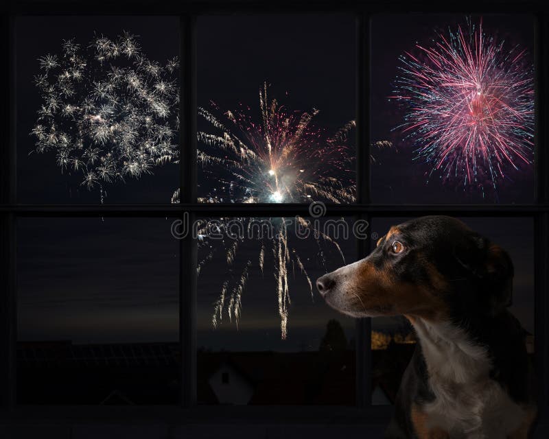 Dog Looks Out the Window and Watching the Fireworks Stock Image - Image ...