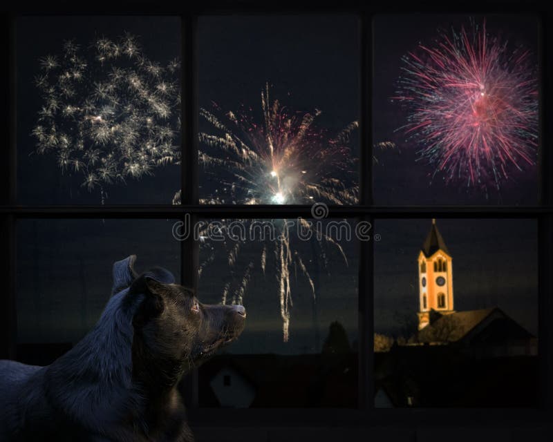 Dog Looks Out the Window and Watching the Fireworks Stock Photo - Image ...