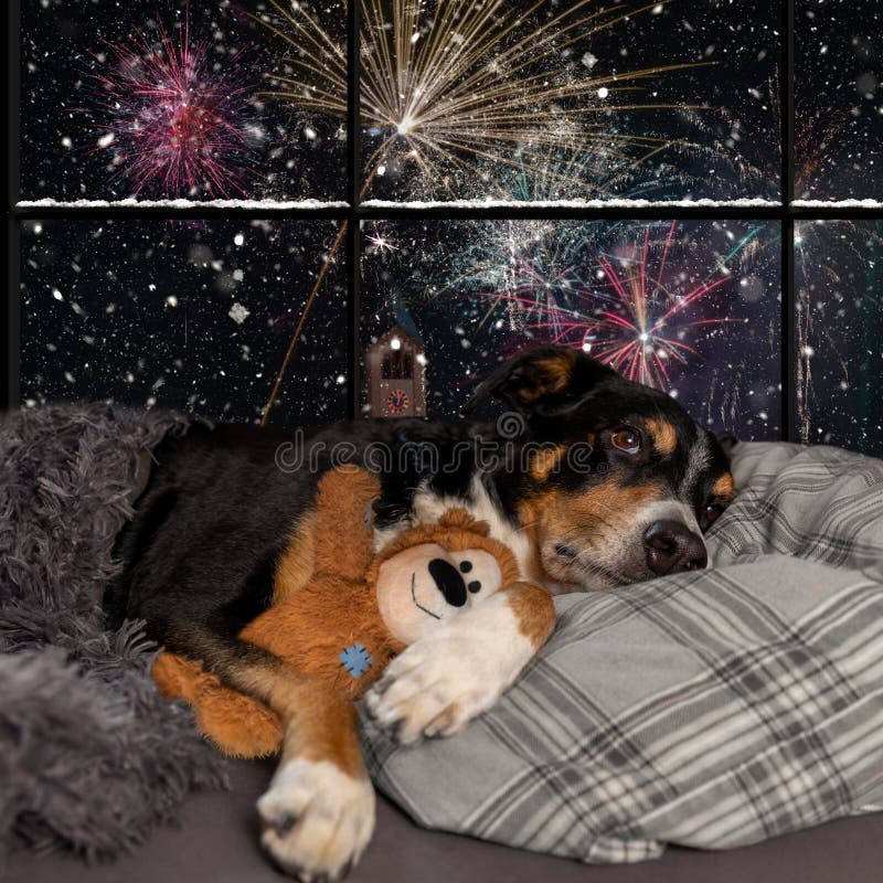 1,476 Dog Fireworks Stock Photos - Free & Royalty-Free Stock Photos ...
