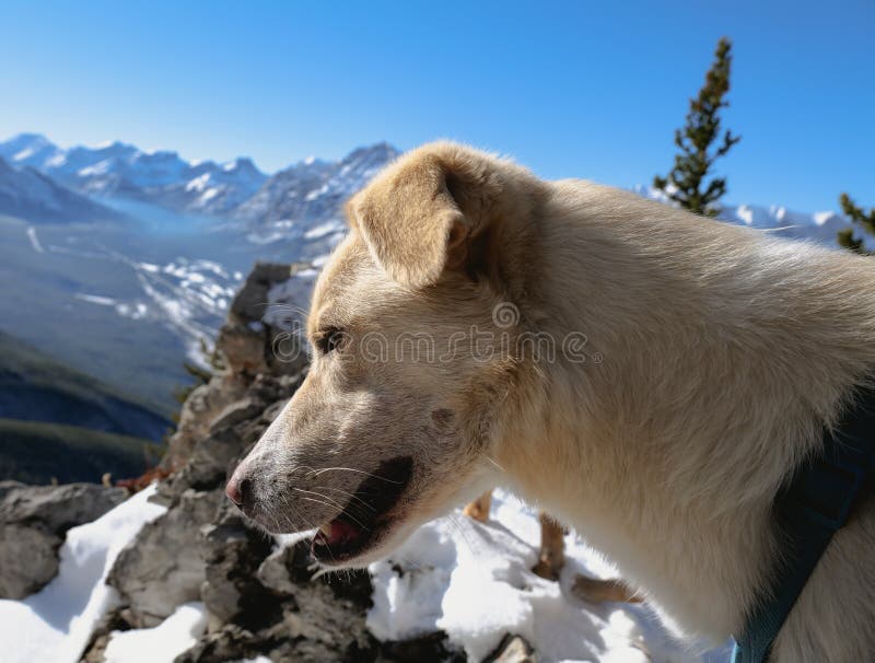 Dog Looks Over a Ledge from the Top of a Mountain Stock Image - Image ...