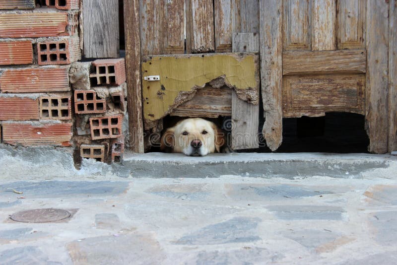 Dog looks under door stock photo. Image of wooden, snout - 90679714
