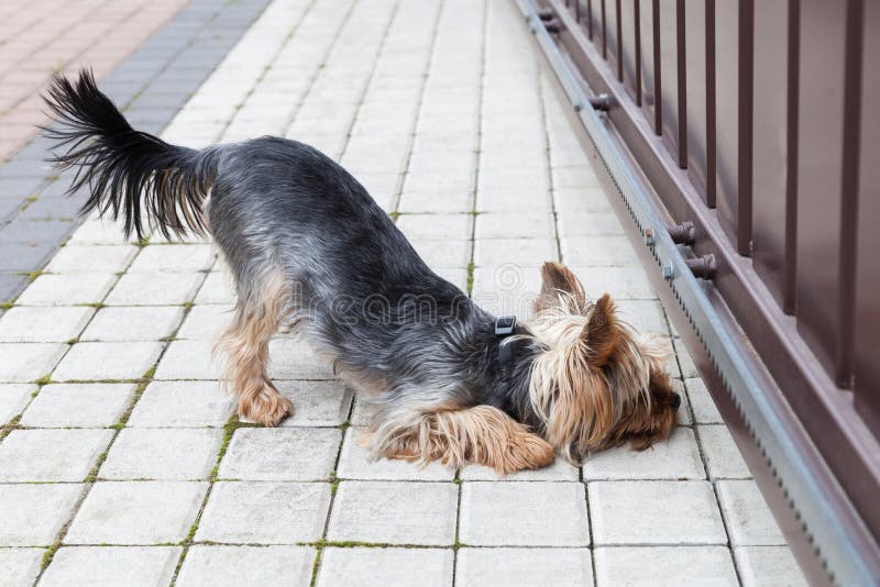 Dog looks under the gate stock image. Image of looking - 107040593
