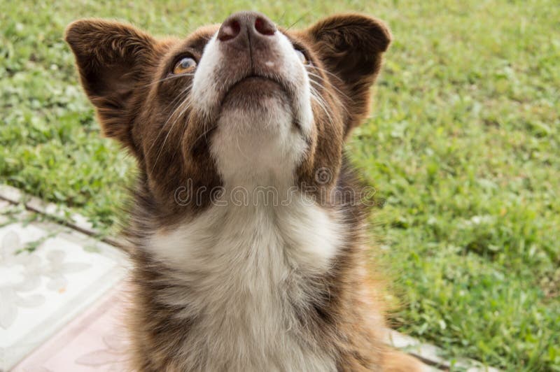 The Dog Looks Up at Owner and Asks for Food Stock Image - Image of ...
