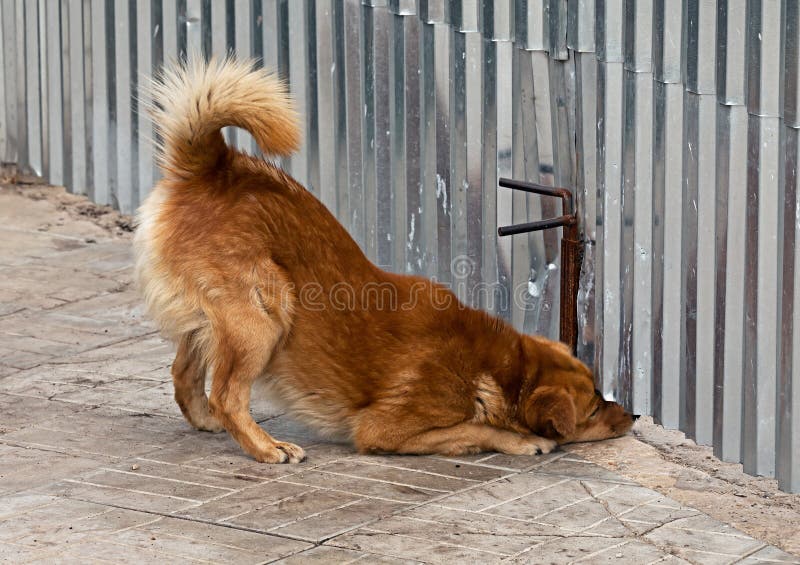 The Dog Looks Up Under a Fence Stock Photo - Image of pets, puppy: 28512160