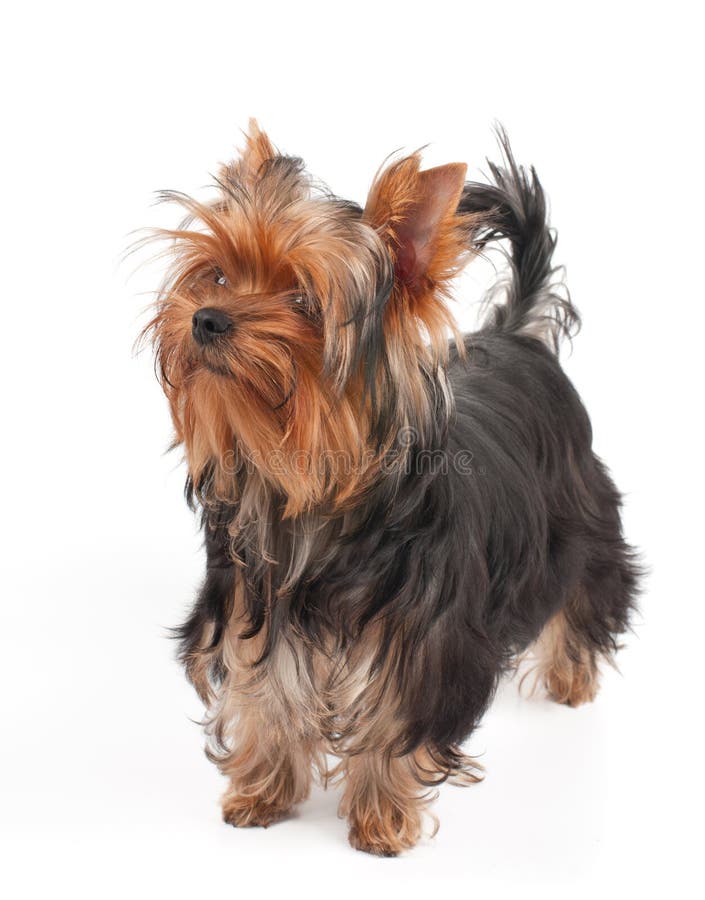 Dog looks up stock image. Image of cute, adore, miniature - 32972317