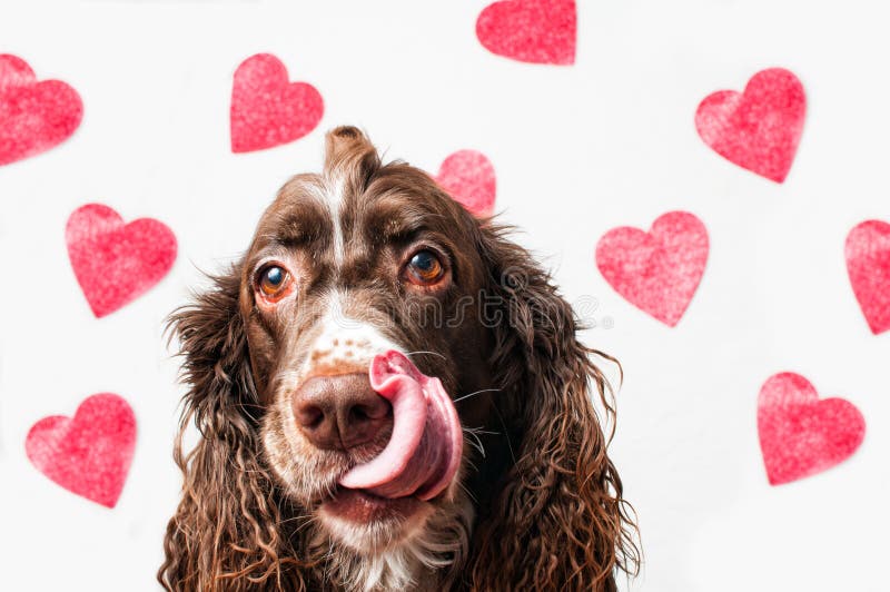 Cute springer spaniel dog stock image. Image of springer - 18182555