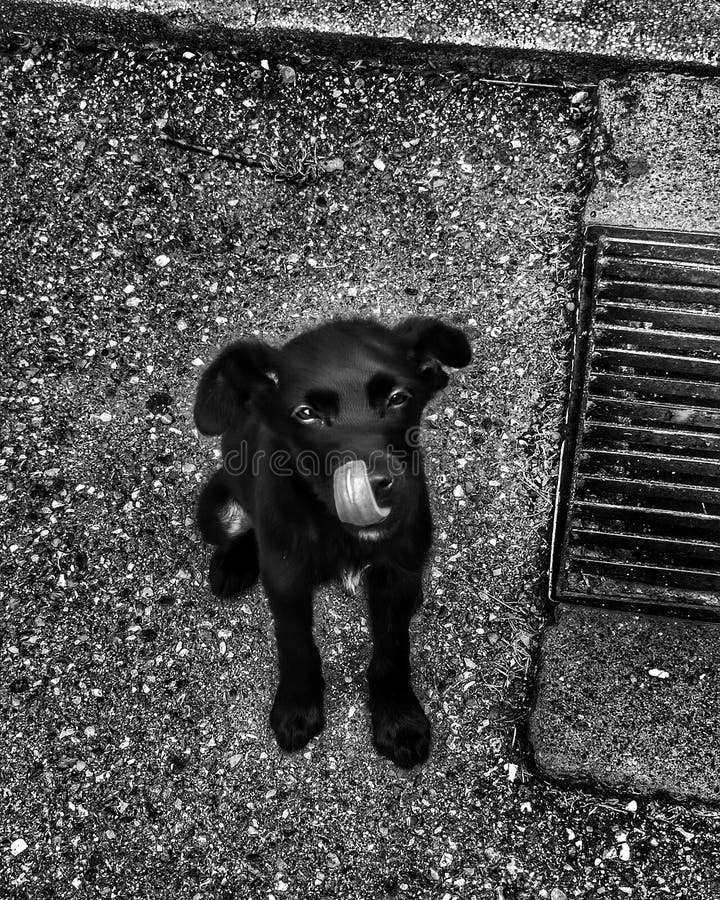 A Dog that Loved Respect and a Meal Stock Image - Image of person ...