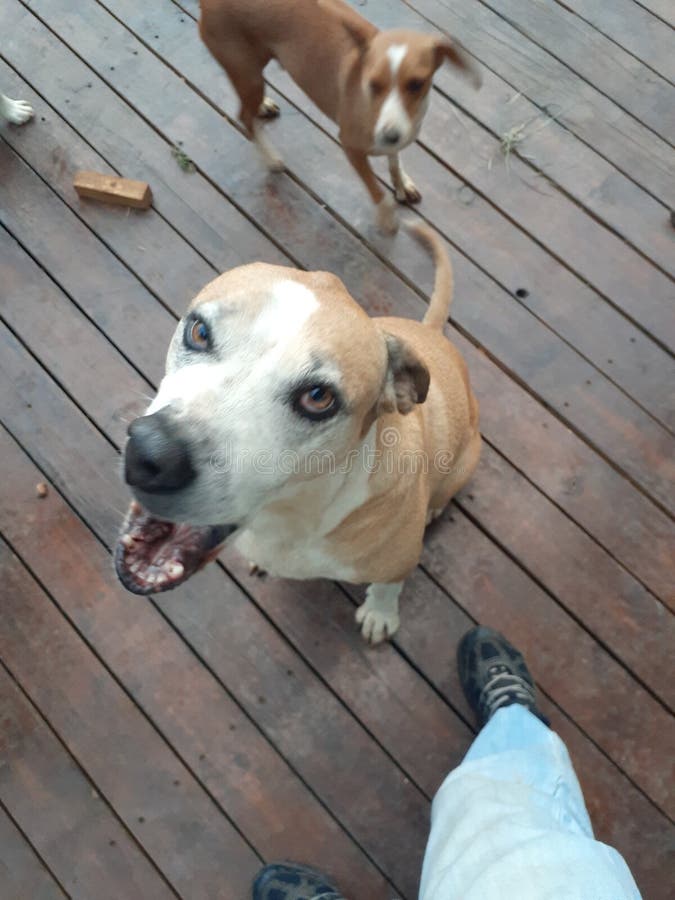 Dog Loves To Make Funny Faces Stock Photo - Image of cute, yawn: 173893482