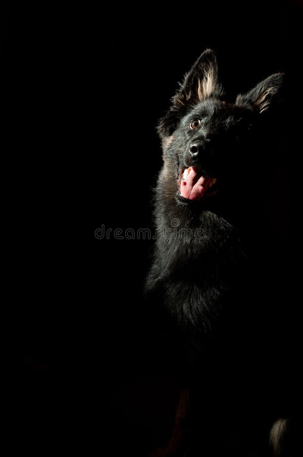 Dog lowkey III stock image. Image of dogs, pets, eyes - 36174057