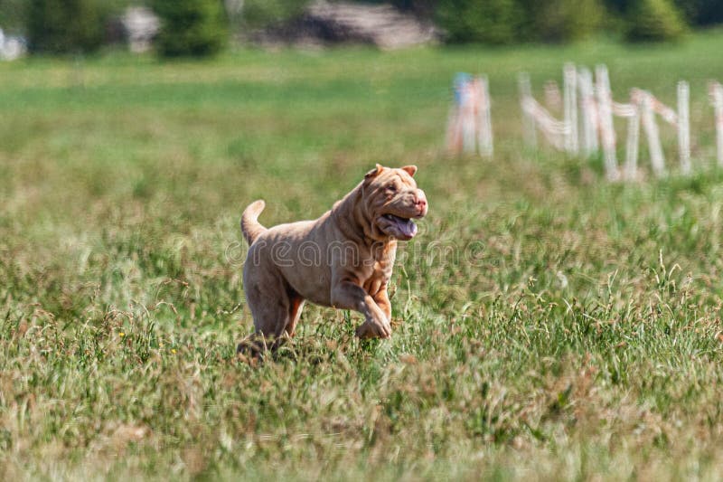 Dog Lure Coursing Competition on Green Field in Summer Stock Photo ...