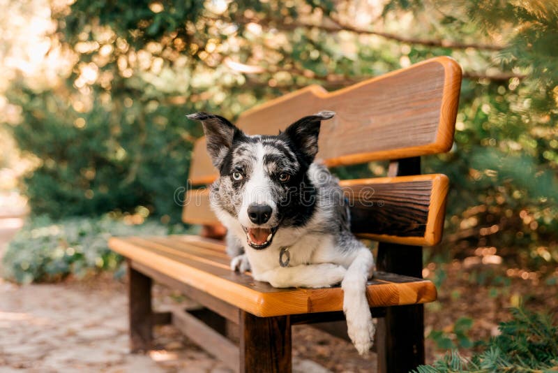 Dog Lying on a Bench in the Park Stock Image - Image of brown, bench ...