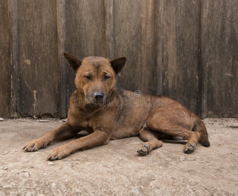 Dog Lying in Front View Near Wood Wall. Stock Photo - Image of portrait ...