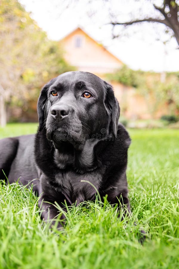 The Dog is Lying on the Grass. Black Labrador Retriever in Front of His ...