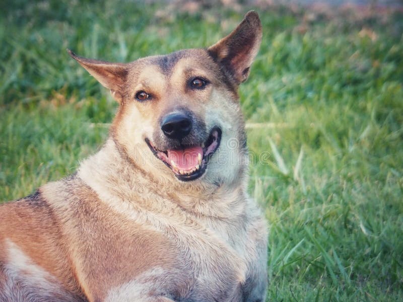 Relaxed Posture Stock Photos - Download 2,351 Royalty Free Photos