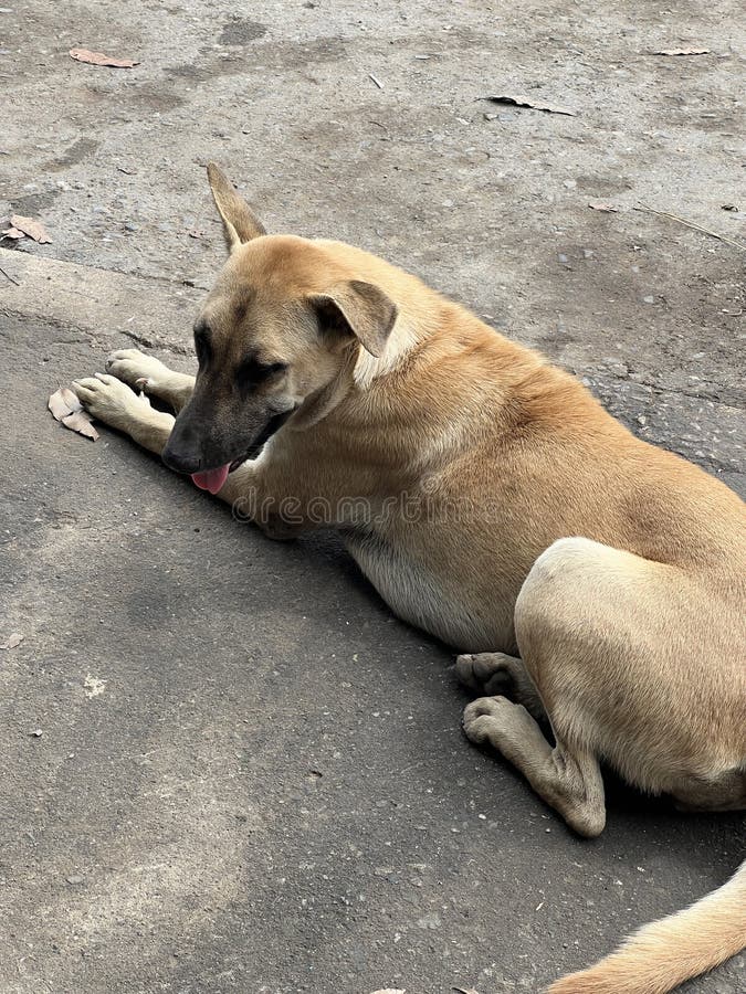 Dog lying on the ground stock photo. Image of white - 330111958