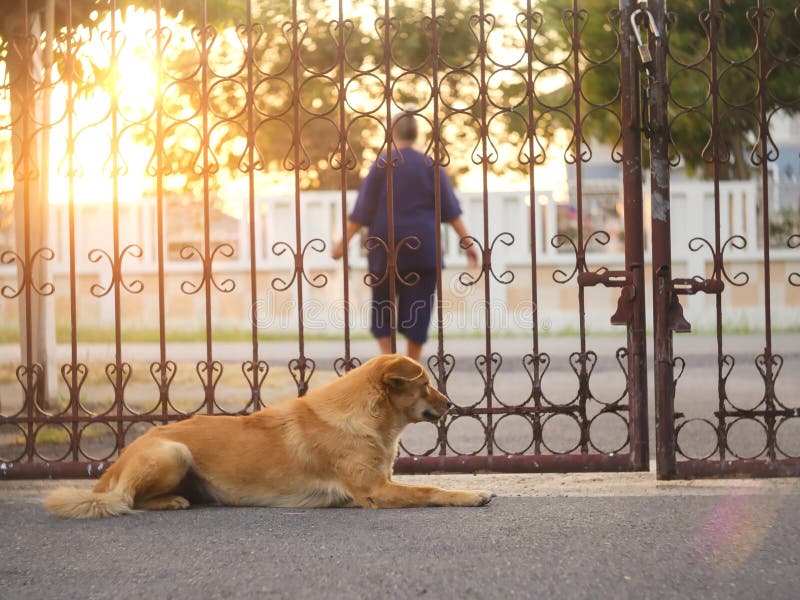 A Dog is Lying Sad Inside a Fence because Its Owner Walked Away Stock ...