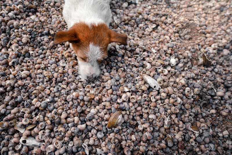 Dog Lying on Seashells on the Beach Stock Photo - Image of outside ...