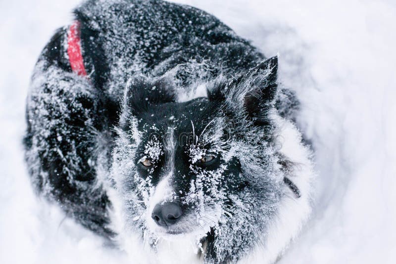 Dog Lying on the Snow, Covered with Hoarseness. Stock Photo - Image of ...