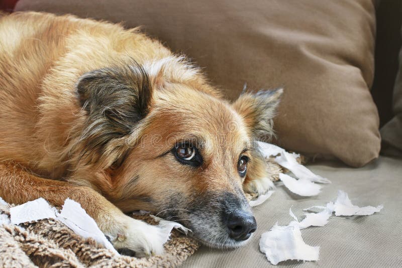 Dog Lying on the Sofa with Torn Papers Stock Photo - Image of golden ...