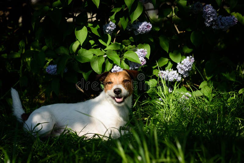 123 Dog Hiding Bush Stock Photos - Free & Royalty-Free Stock Photos ...