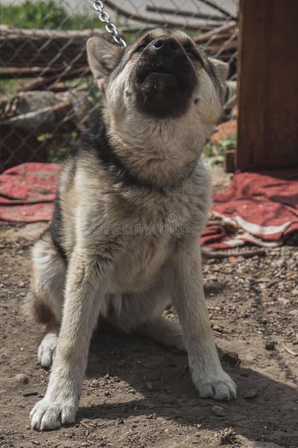 Sad Yard Dog Tied To a Chain, Lies on the Ground Stock Photo - Image of ...