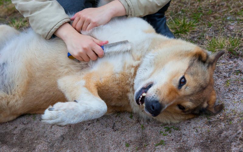 Dog maintenance stock image. Image of yellow, obedience - 31087497