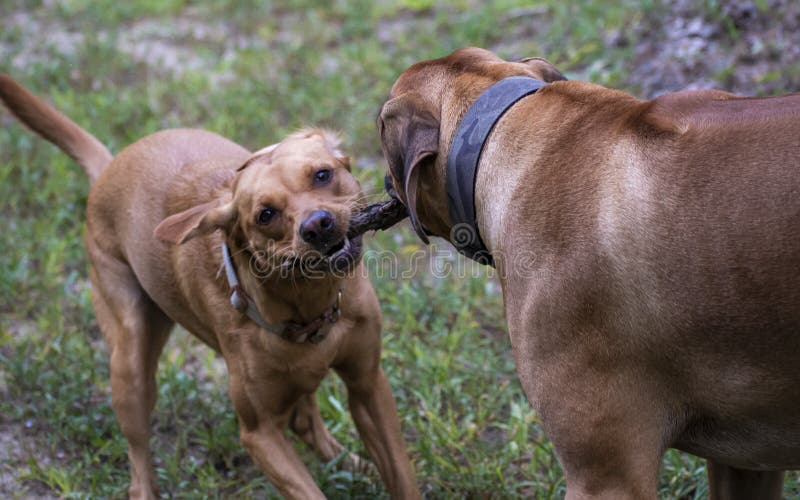 Ridgeback Yellow Lab Mix