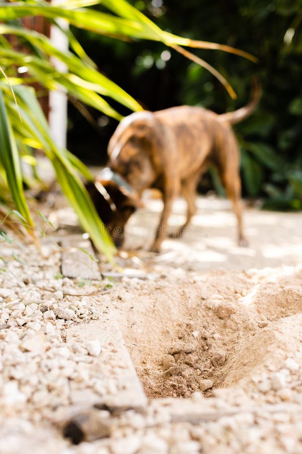 The Dog Making Holes in a Garden. Stock Photo - Image of walk, face ...