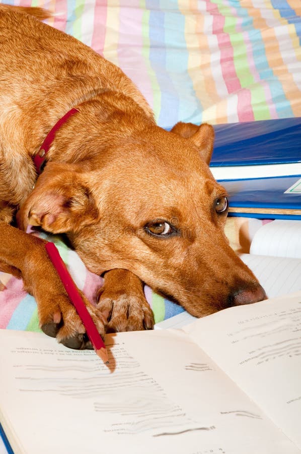 Studying dog stock photo. Image of holding, writing - 115103234