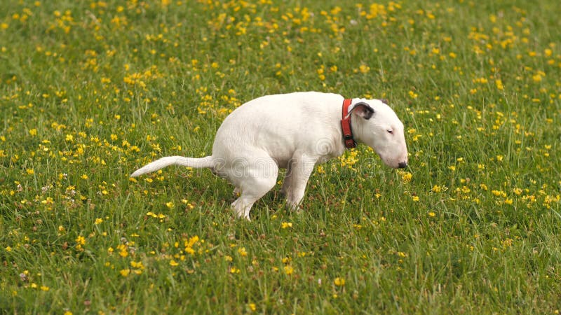 The Dog Making a Poop on the Grass Stock Footage - Video of excrement ...