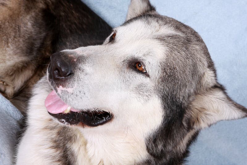 The dog malamute stock image. Image of carnivore, care - 11498475