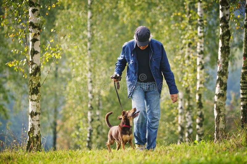 Dog man forest stock photo. Image of spring, tree, summer - 48850404