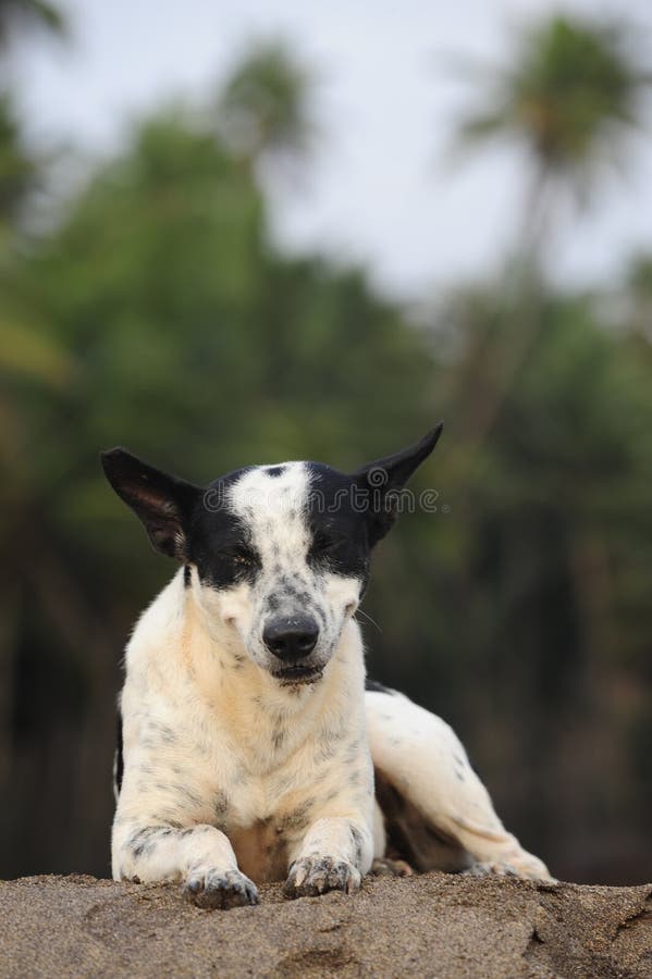 The Dog is Man S Best Friend Stock Image - Image of organism, legged ... The Dog is Man S Best Friend Stock Image - Image of organism, legged ...