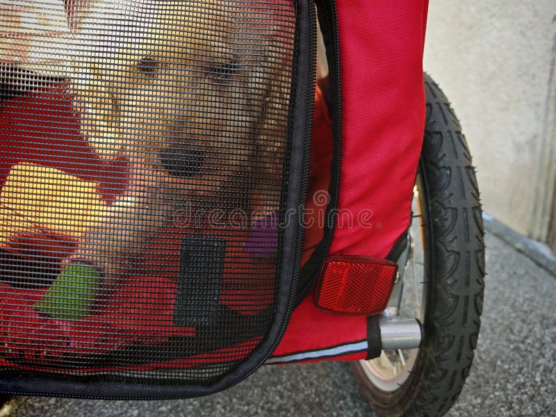 The Dog is Man S Best Friend Stock Photo - Image of bite, keeper: 337820292 The Dog is Man S Best Friend Stock Photo - Image of bite, keeper: 337820292