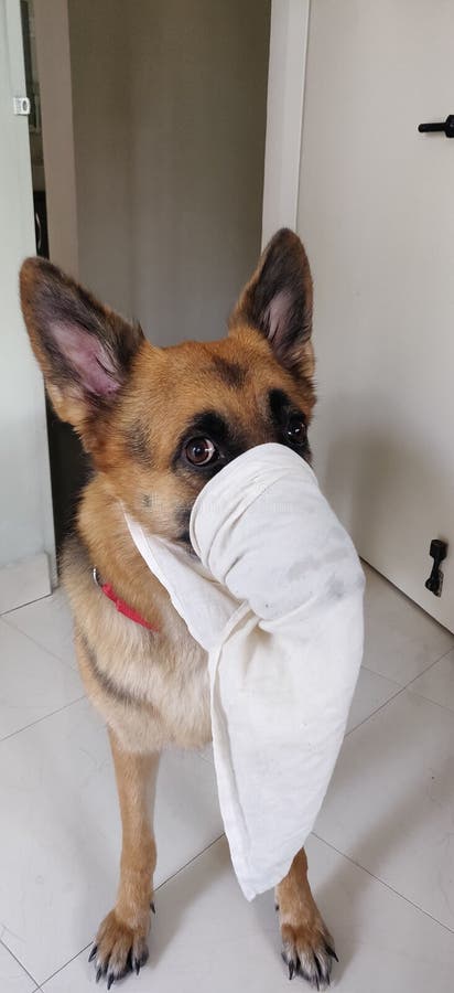 Dog with mask stock photo. Image of mask, terrier, whiskers - 181288840