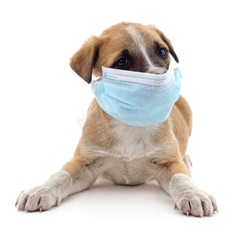 Dog in mask stock photo. Image of humor, illness, cute - 182840882