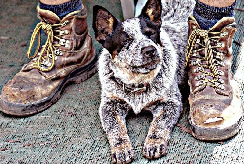 Dog and Master stock photo. Image of stimulation, satisfactorily - 93007220