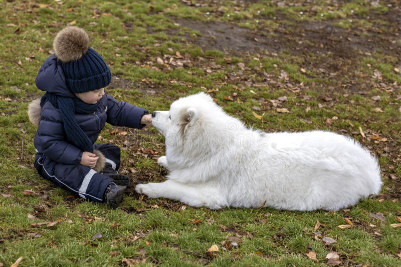 Dog and master on a walk stock photo. Image of samoyed - 298268264