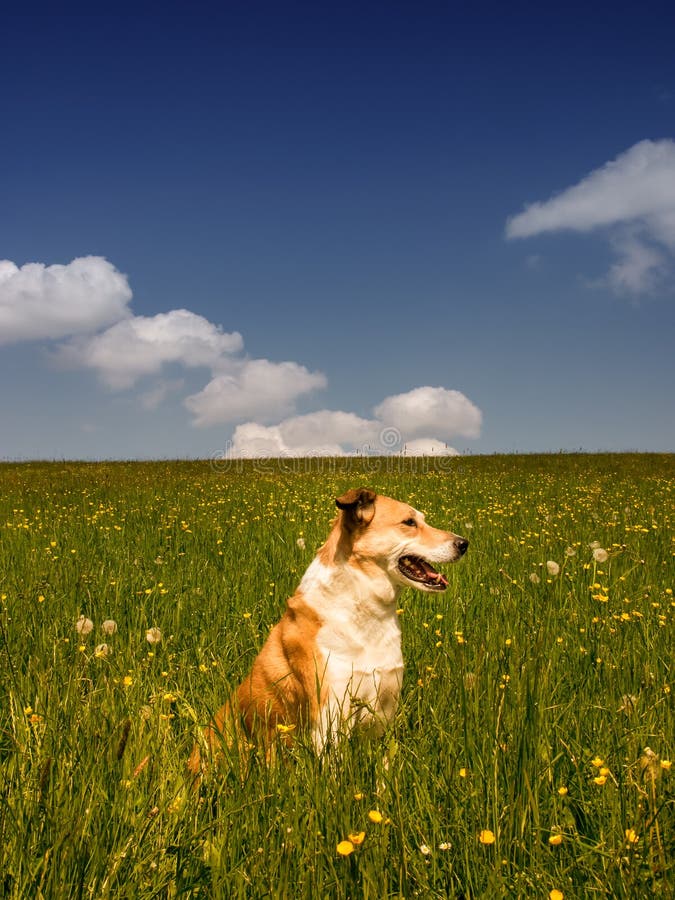 Dog 290 in meadow stock photo. Image of look, mammal - 83320766