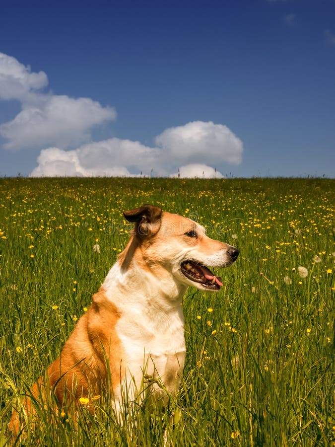 Dog 289 in meadow stock image. Image of blue, face, humorous - 83359575