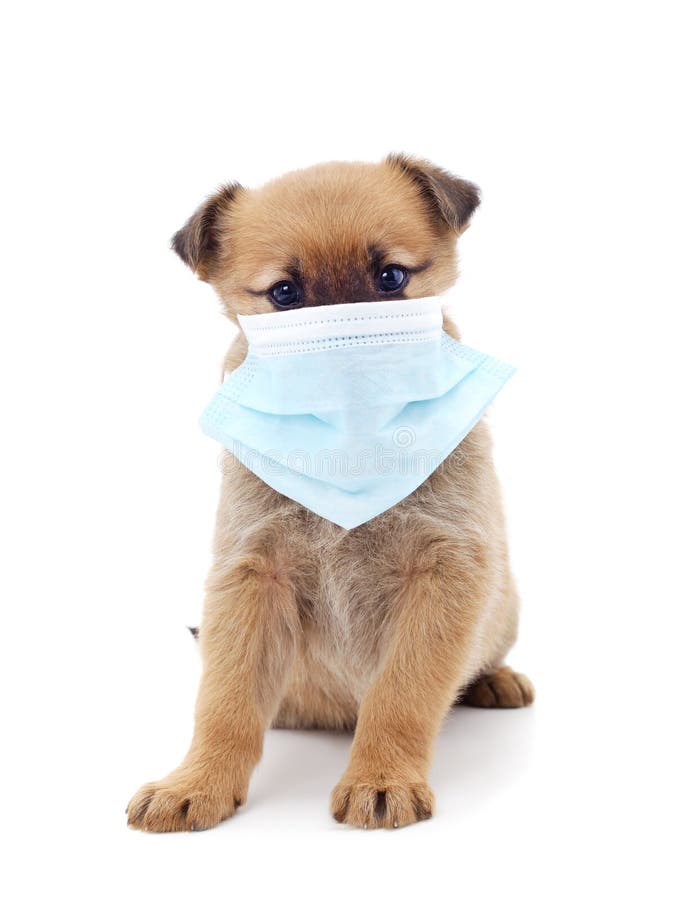 Dog in medical mask stock photo. Image of health, fear - 178403096
