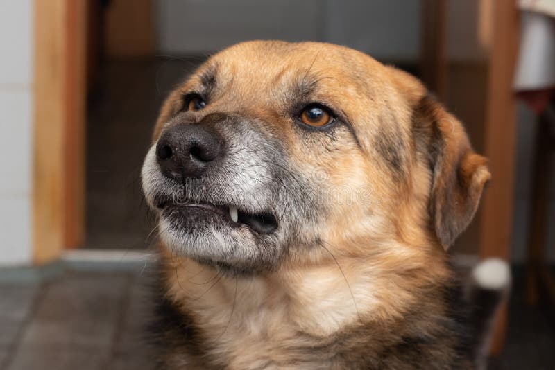 Dog with a Menacing Look in the Room Close Up Stock Photo - Image of ...