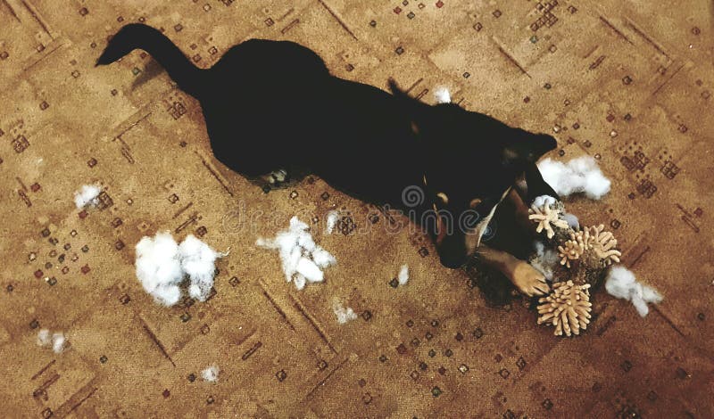 Dog mess up stock photo. Image of room, mess, broke - 86600516