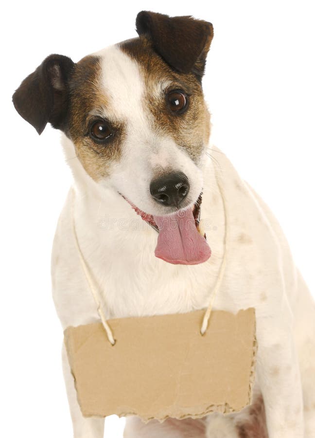Dog with a message stock photo. Image of parsons, conceptual - 19554384
