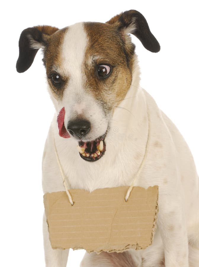 Dog with a message stock photo. Image of emotion, life - 27202512