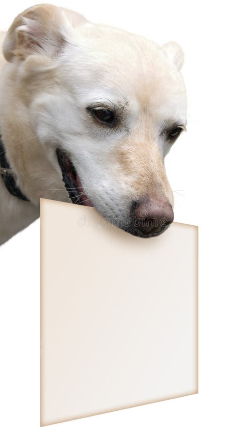 Dog with a Message stock image. Image of mouth, communication - 905745