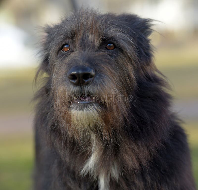 Dog Mestizo Terrier for a Walk in the Summer Stock Photo - Image of ...