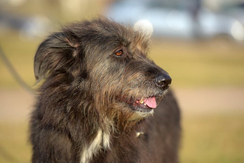 Dog Mestizo Terrier for a Walk in the Summer Stock Photo - Image of ...